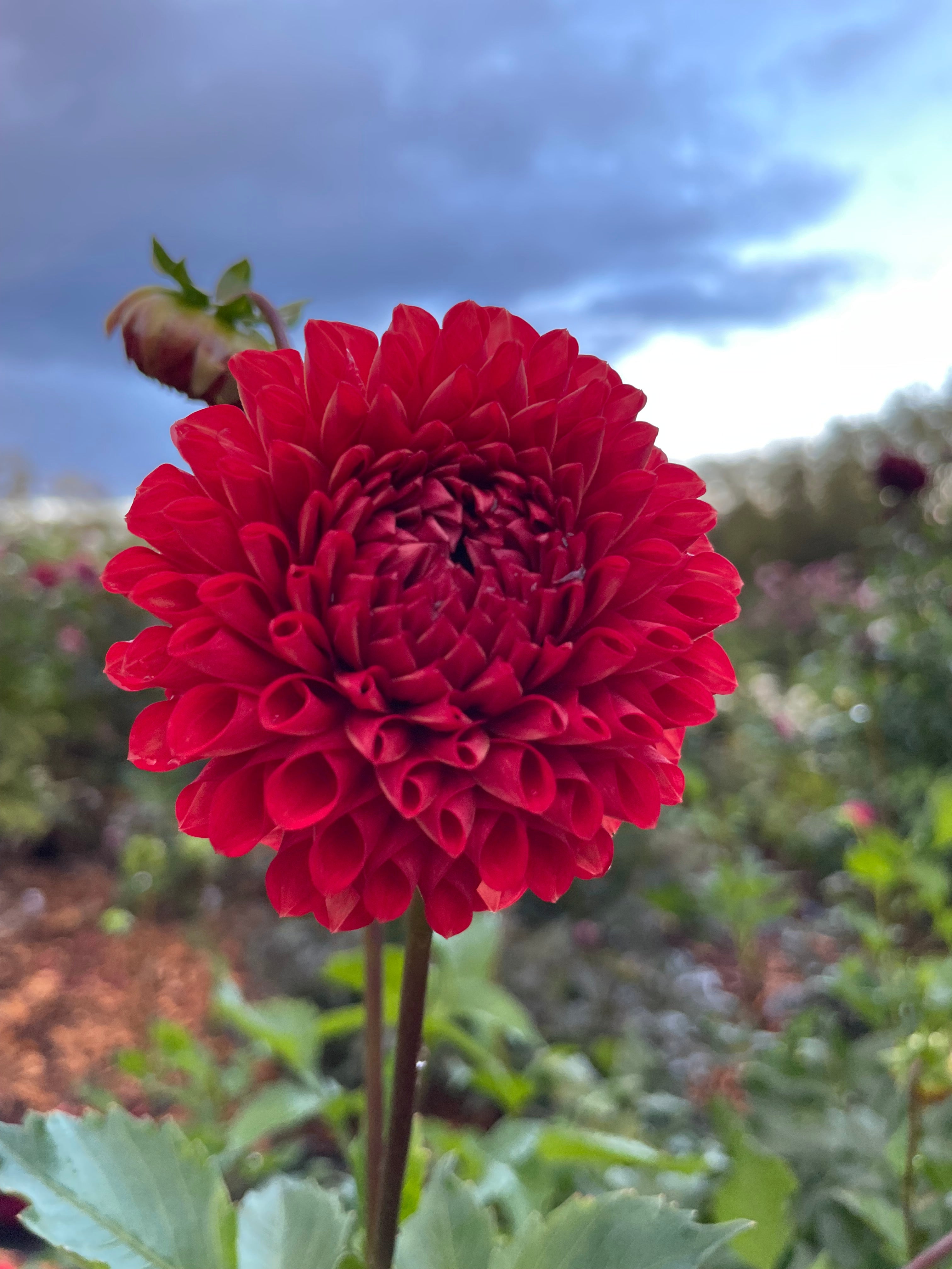 Ali Oop – DAHLIAS ON THE RIDGE
